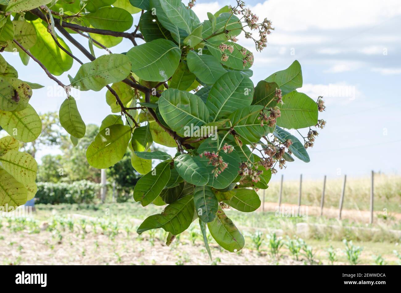 Branch Of Cashew Blossoms Stock Photo - Alamy