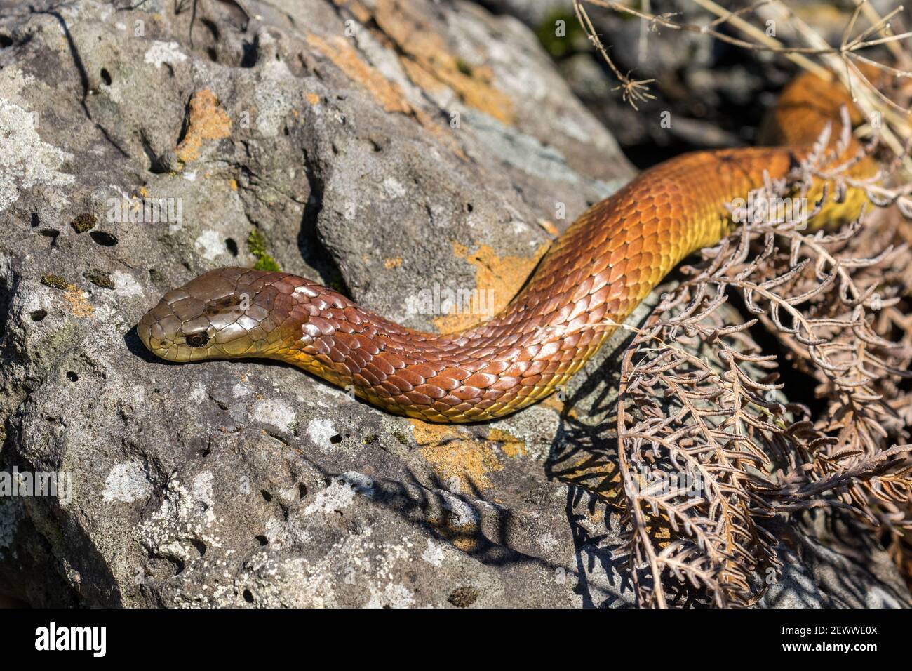 Basking tiger snake hi-res stock photography and images - Alamy