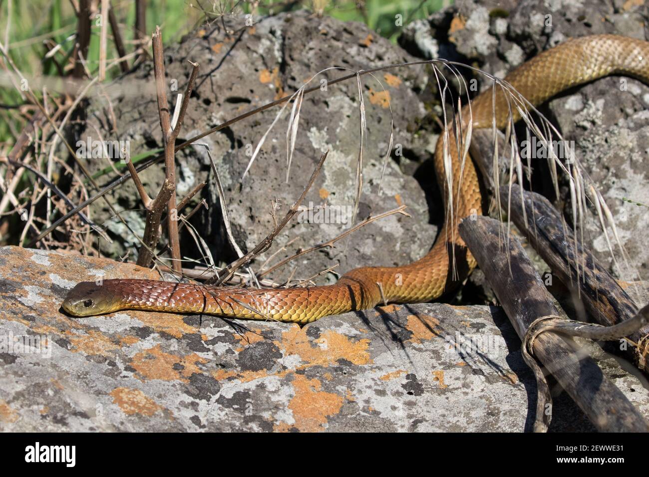 Australian Eastern Tiger Snake basking on rock Stock Photo - Alamy