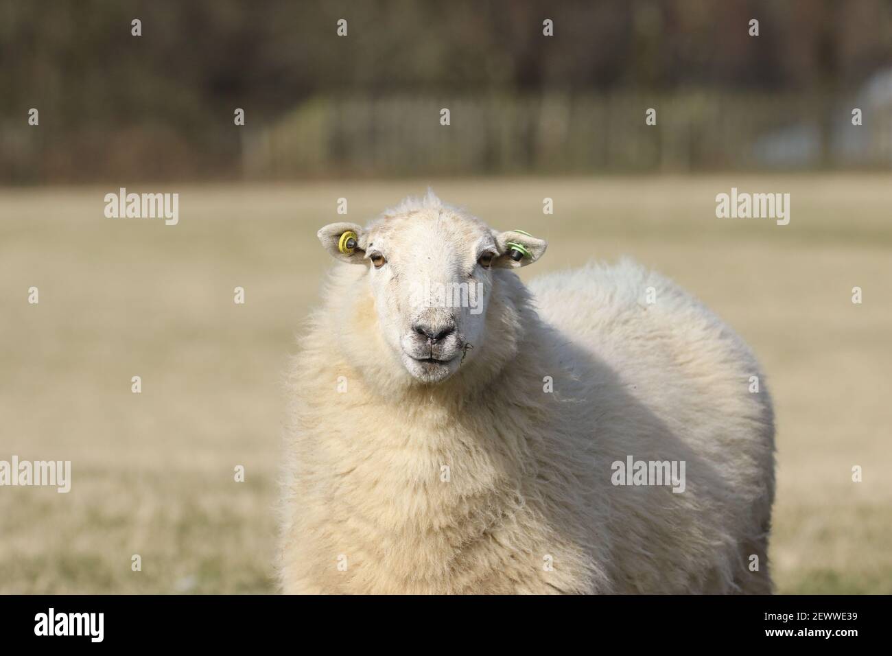 Sheep in the welsh countryside hi-res stock photography and images - Alamy
