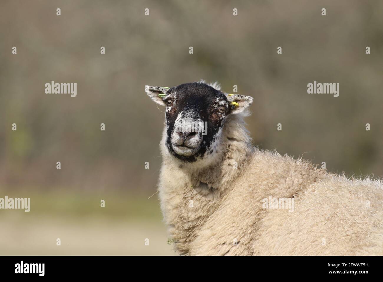 Welsh field farming hi-res stock photography and images - Alamy