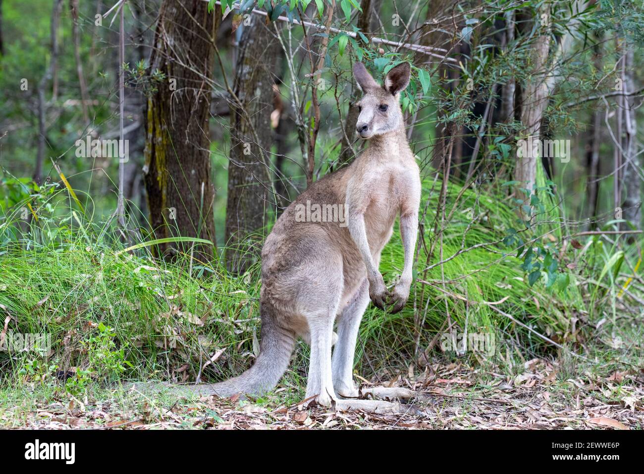 Eastern Grey Kangaroo standing in woodland habitat Stock Photo - Alamy