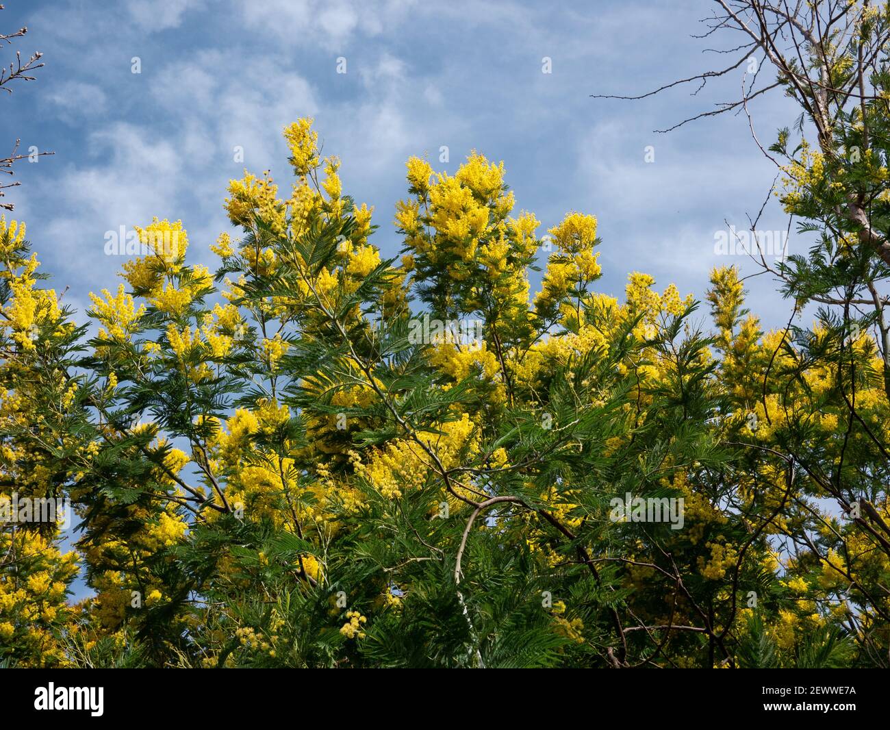 mimosa tree in bloom symbol of spring and to celebrate the women's day ...