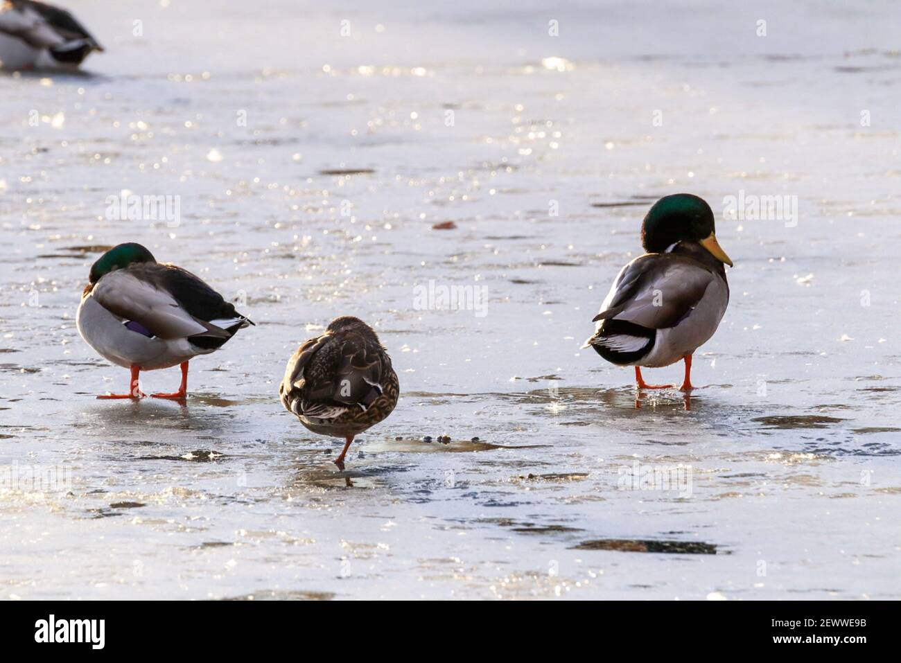 Small Mallard ducks swimming in a frozen puddle Stock Photo - Alamy