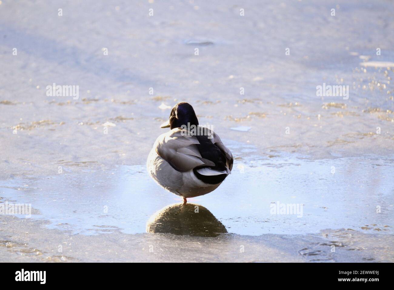 A small cute duck in a frozen puddle Stock Photo - Alamy