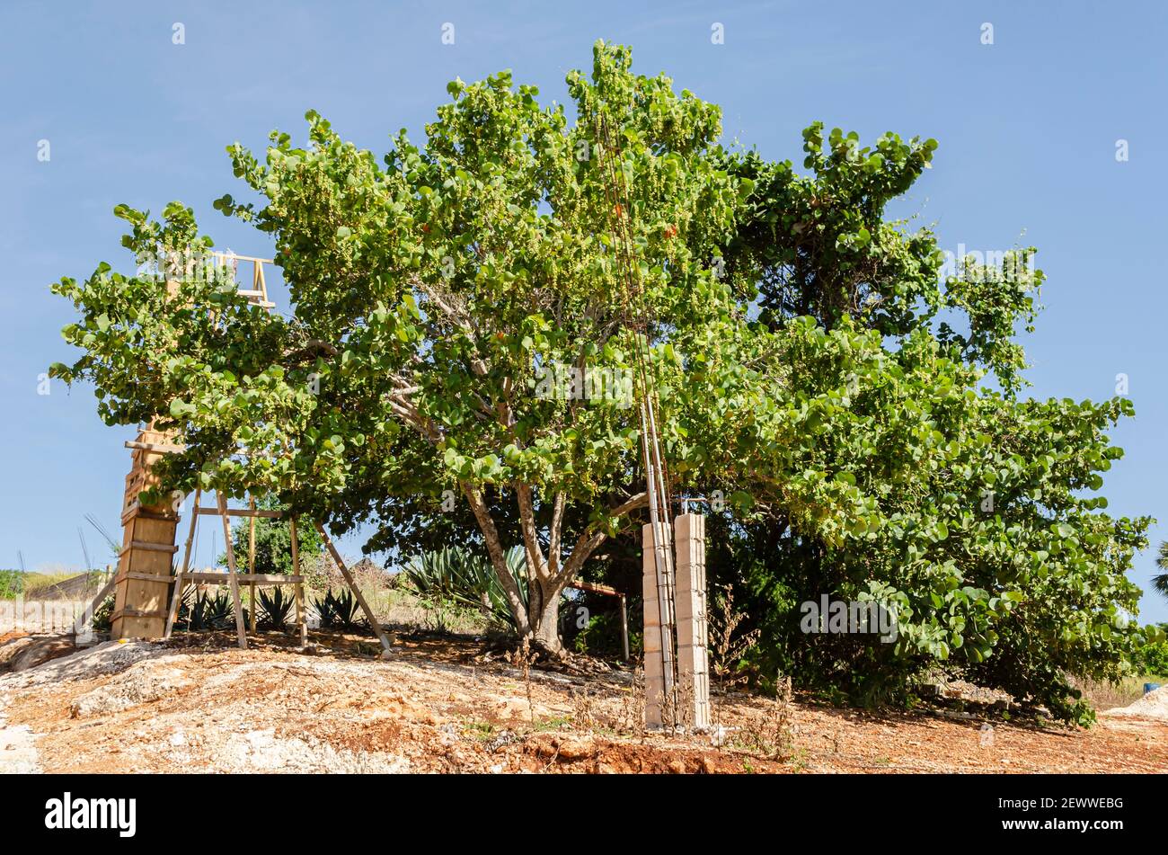 Sea Grape Coccoloba Uvifera High Resolution Stock Photography and ...