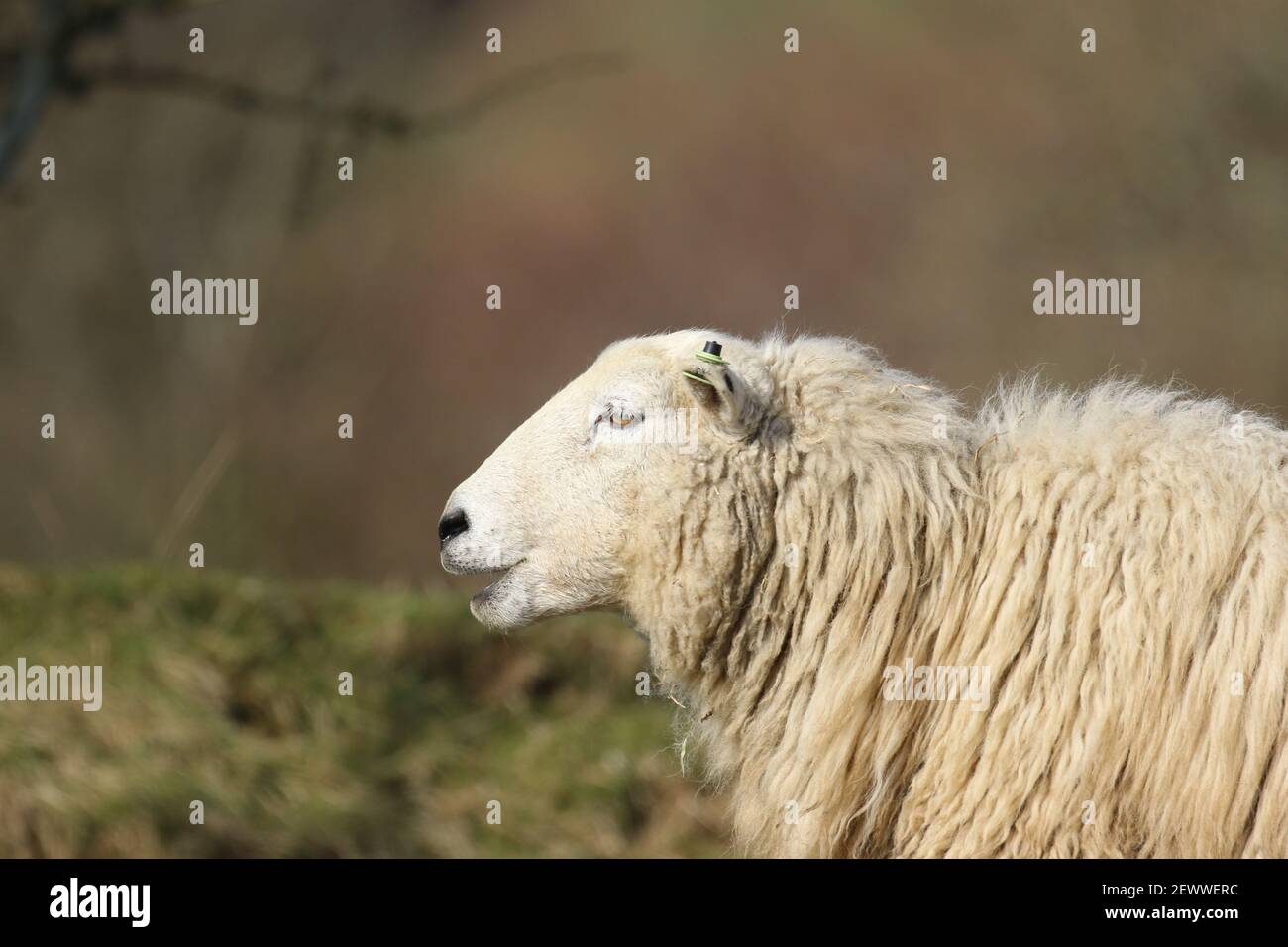 Sheep in the welsh countryside hi-res stock photography and images - Alamy