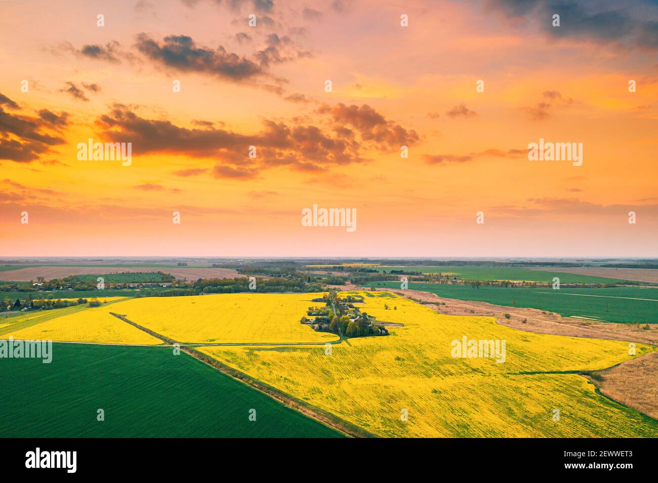 Aerial View Of Field With Blooming Canola Yellow Flowers. Top View Of ...