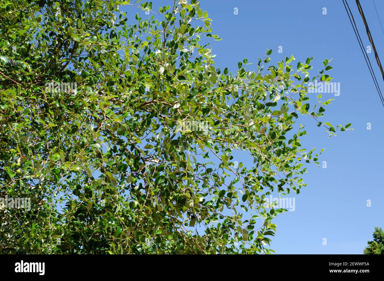 Branches Of Coolie Plum Tree Stock Photo - Alamy