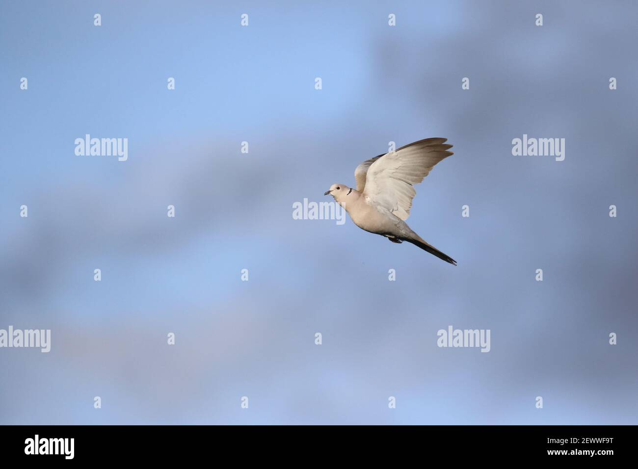 British dove flying hi-res stock photography and images - Alamy