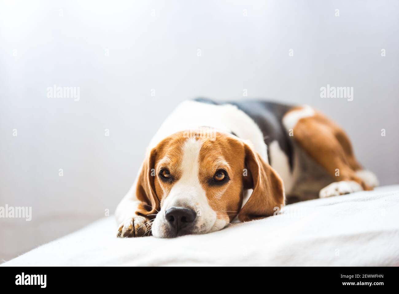 Beagle dog tired sleeps on a cozy sofa. Tricolor Purebred Background ...
