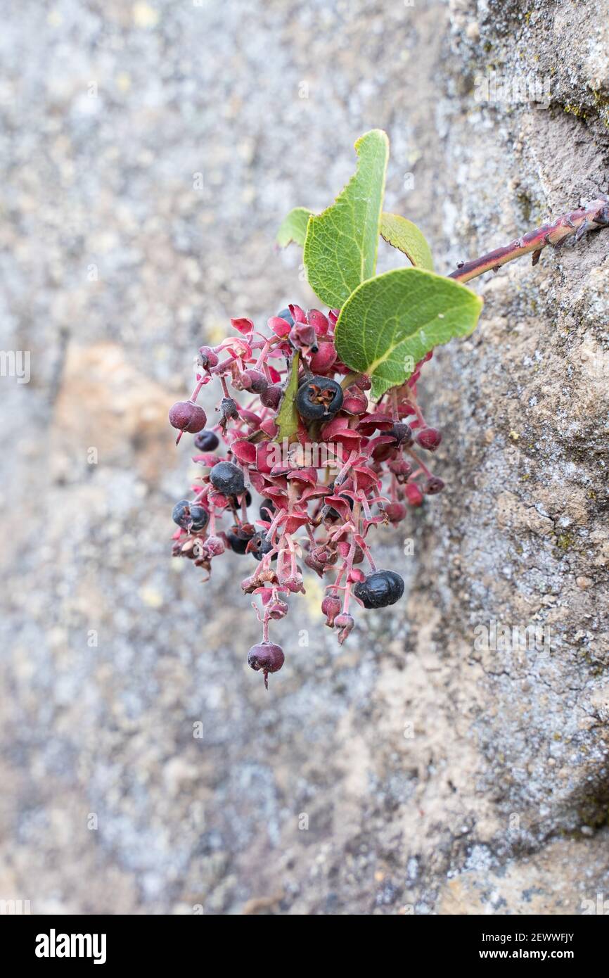 Small berries hi-res stock photography and images - Alamy