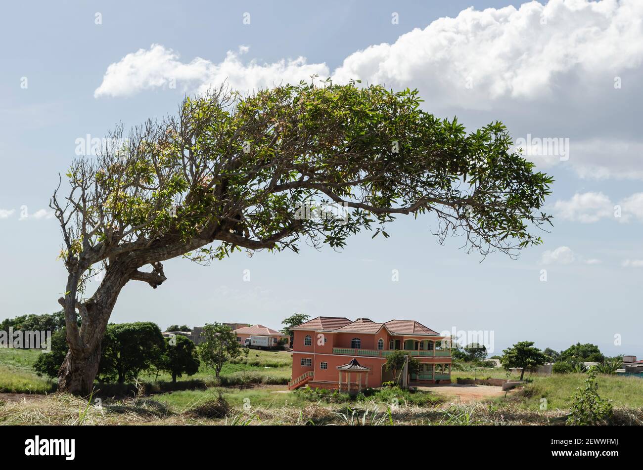 Arch Mango Tree Stock Photo - Alamy