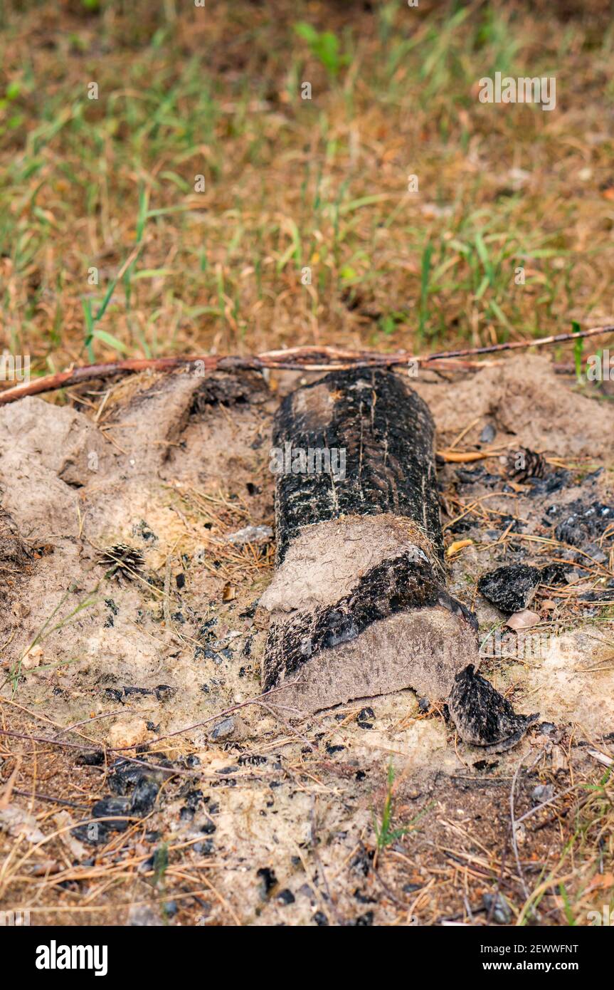 Burned wood on a dead fire place between grass Stock Photo - Alamy