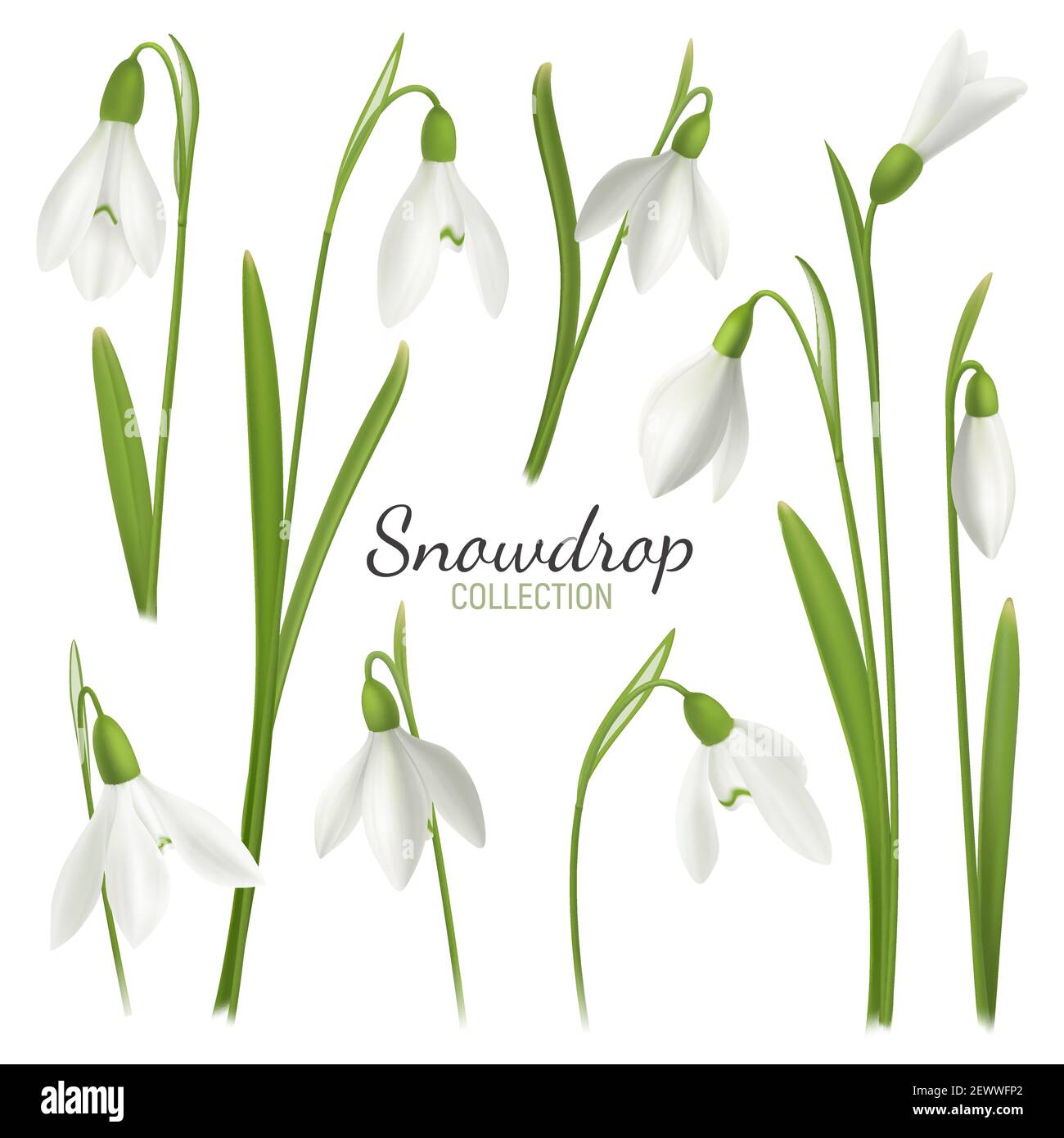 Realistic snowdrop flower set with editable text and images of february ...