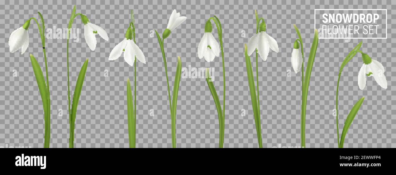 Realistic snowdrop flower set on transparent background with isolated ...