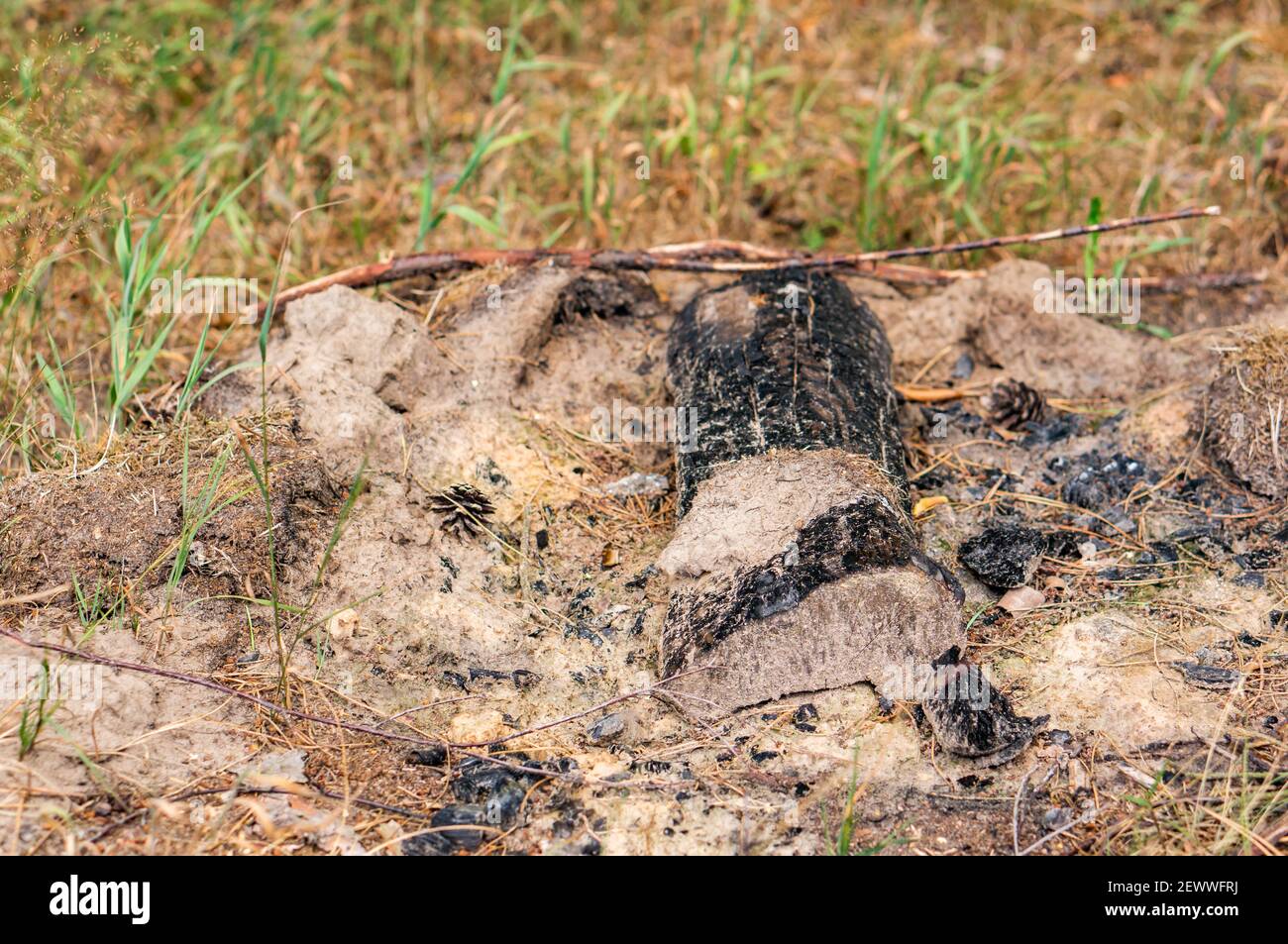 Burned wood on a dead fire place between grass Stock Photo - Alamy