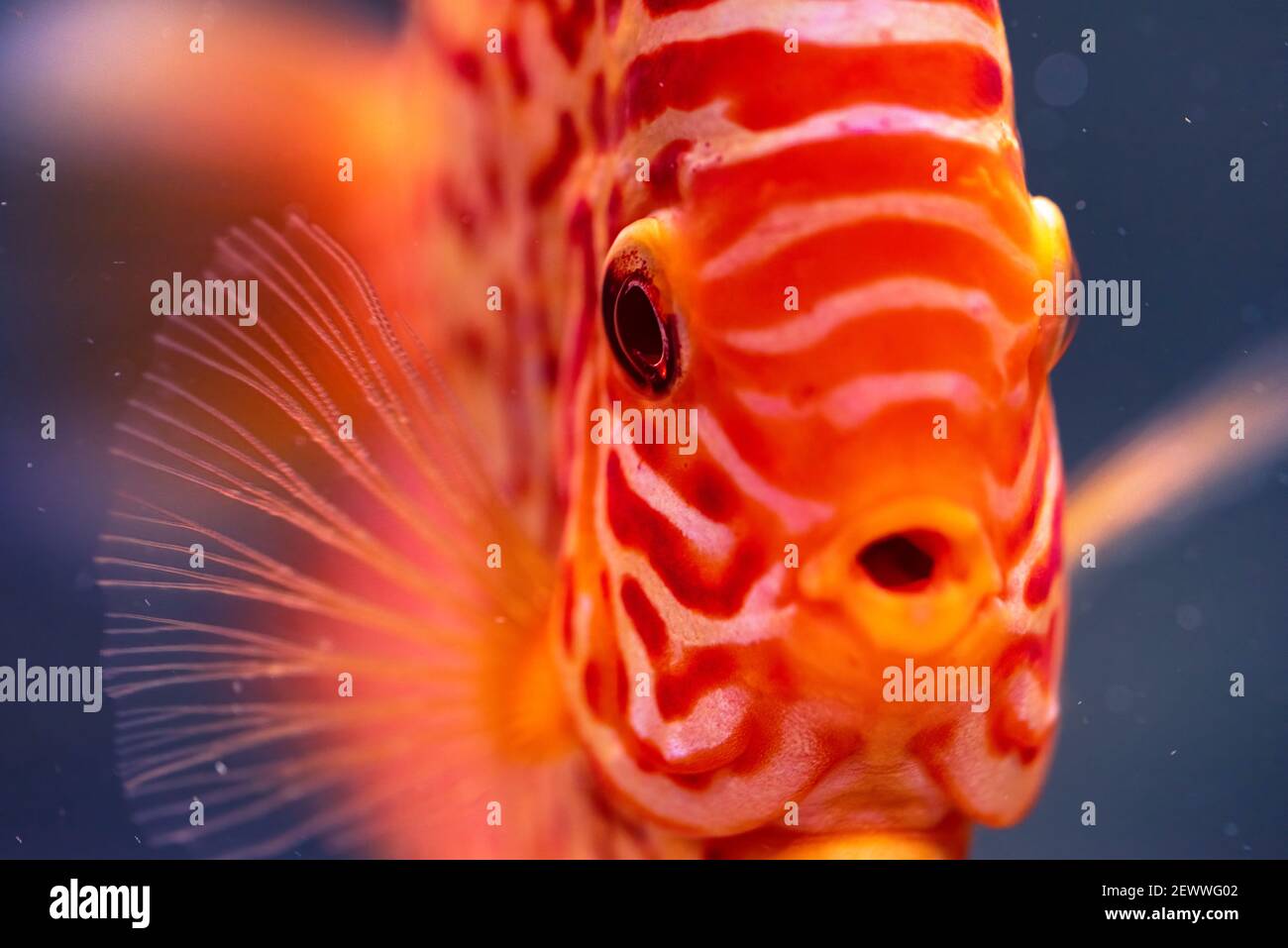 Discus Symphysodon, freshwater fish native to the Amazon River, in ...