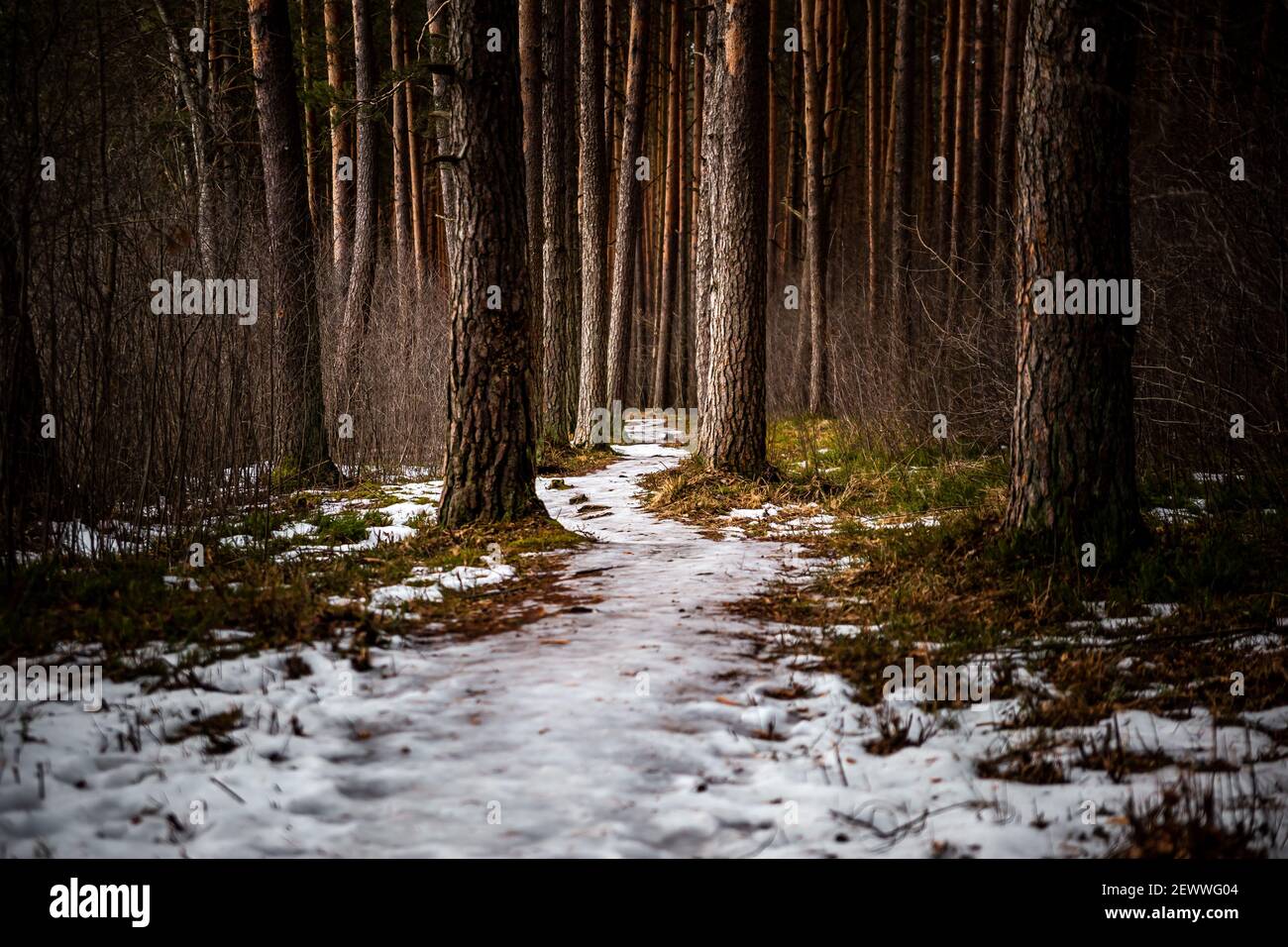A trail in the dense forest with the snow slowly melting in spring ...