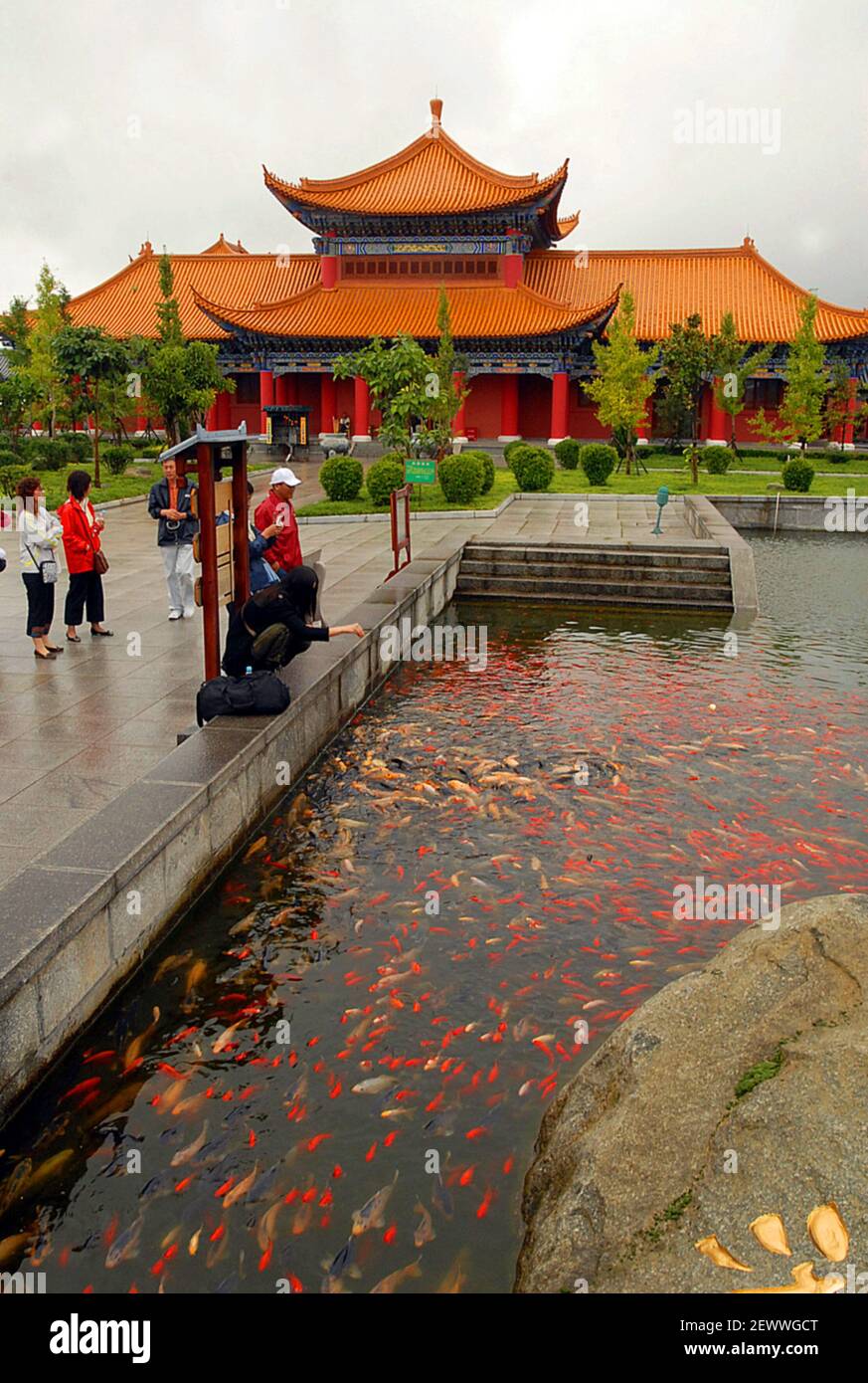 FEEDING THE FISH AT THE THREE PAGODAS, CHONG SHEN MONASTRY, DALI ...