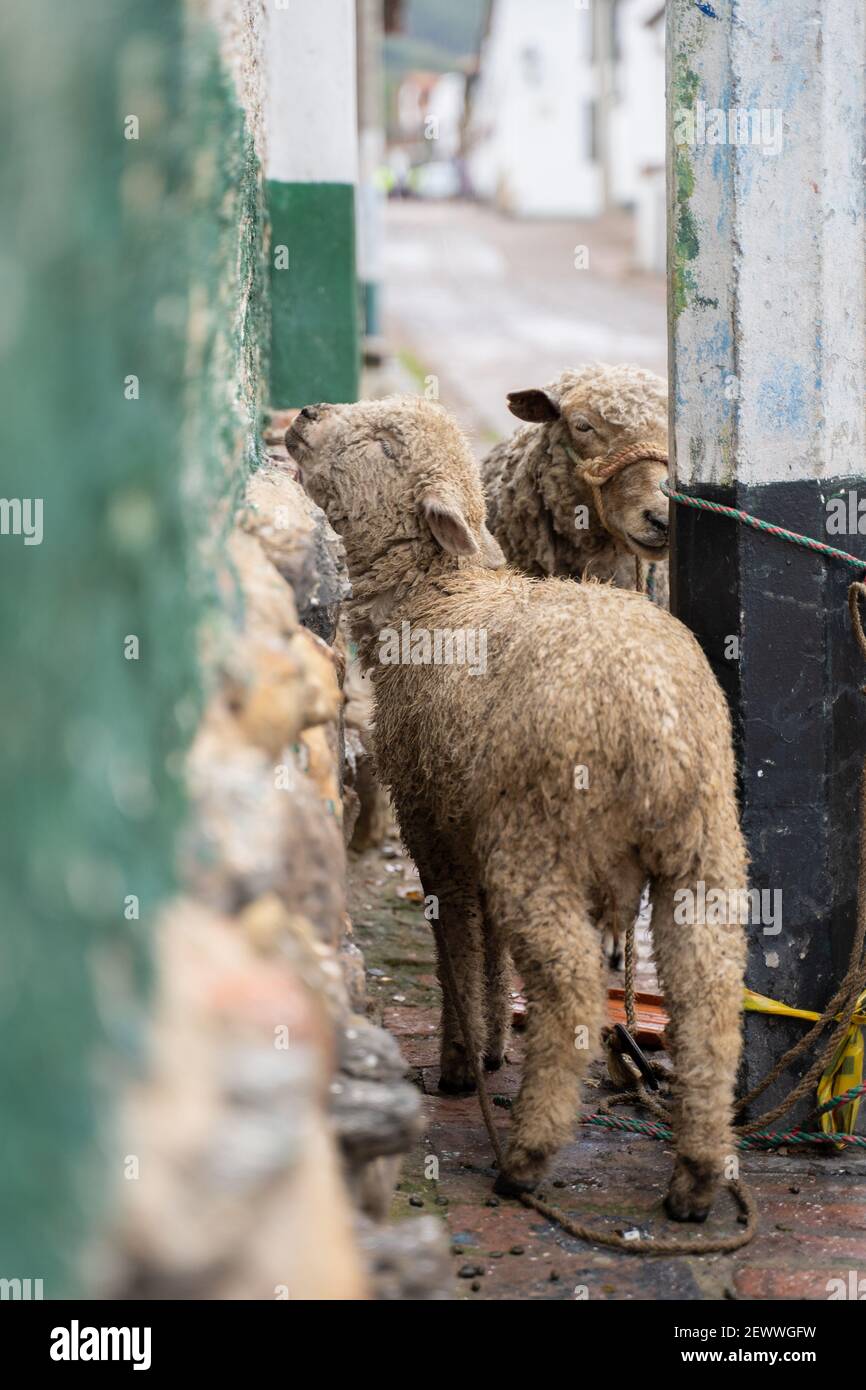 Colonial sheep hi-res stock photography and images - Alamy