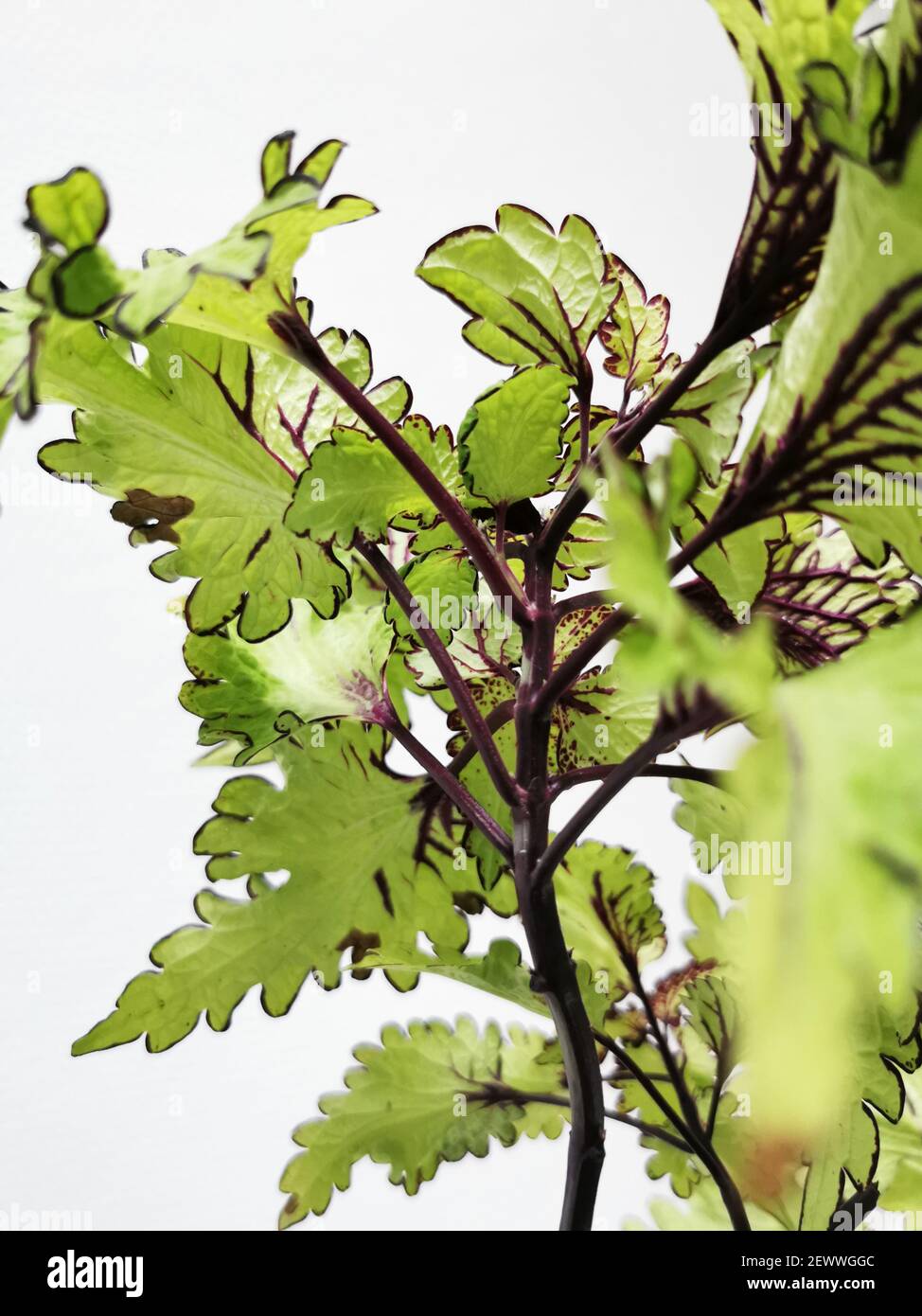 The fresh foliage of coleus plant on white background - perfect for ...