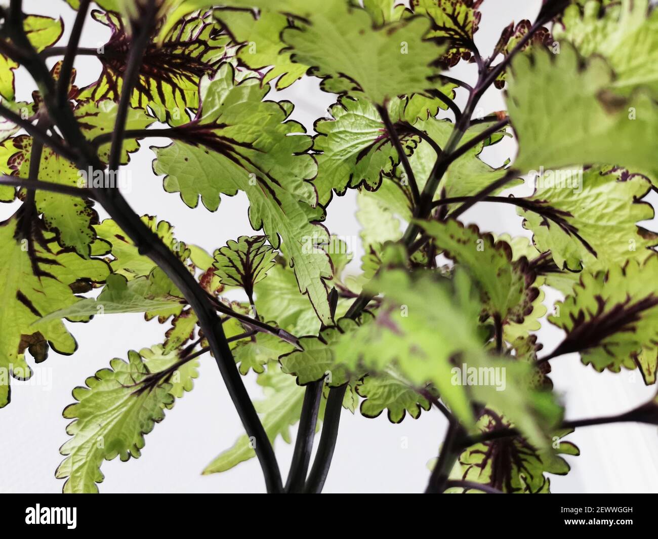The fresh foliage of coleus plant on white background - perfect for ...