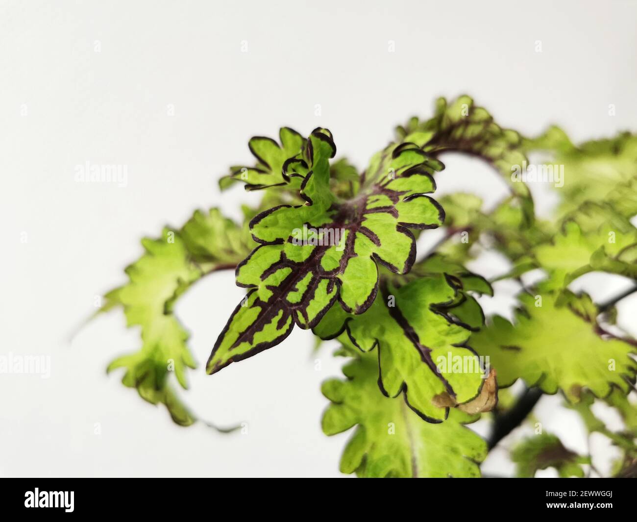 The fresh foliage of coleus plant on white background - perfect for ...