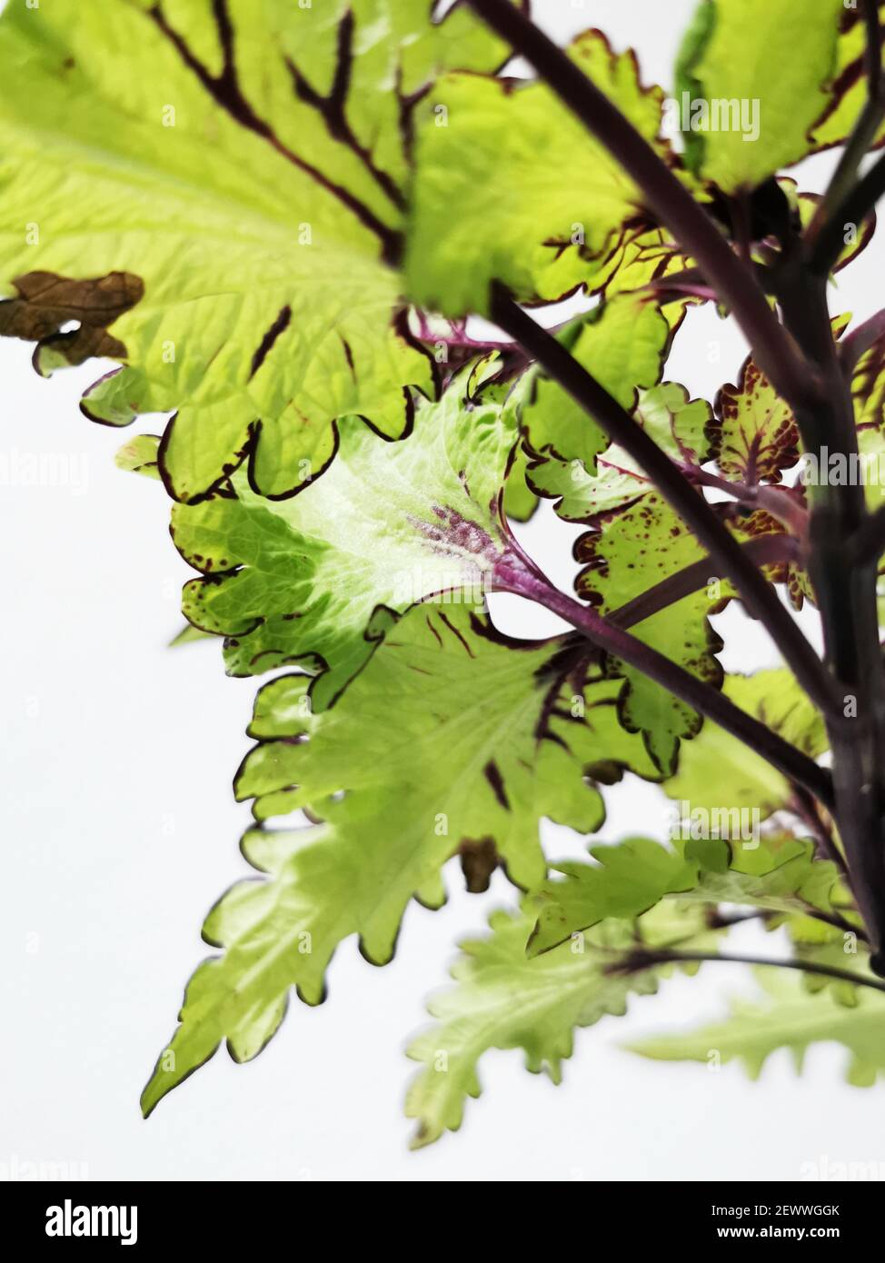 The fresh foliage of coleus plant on white background - perfect for ...