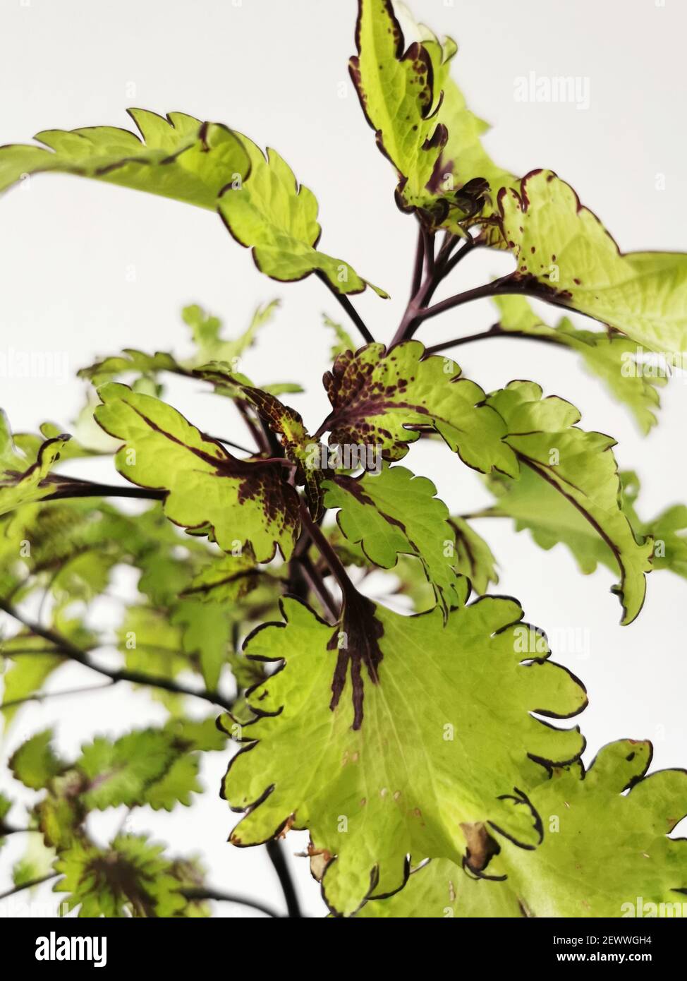 The fresh foliage of coleus plant on white background - perfect for ...