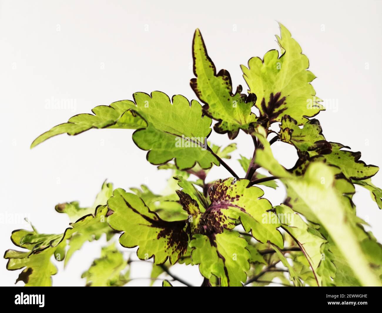 The fresh foliage of coleus plant on white background - perfect for ...