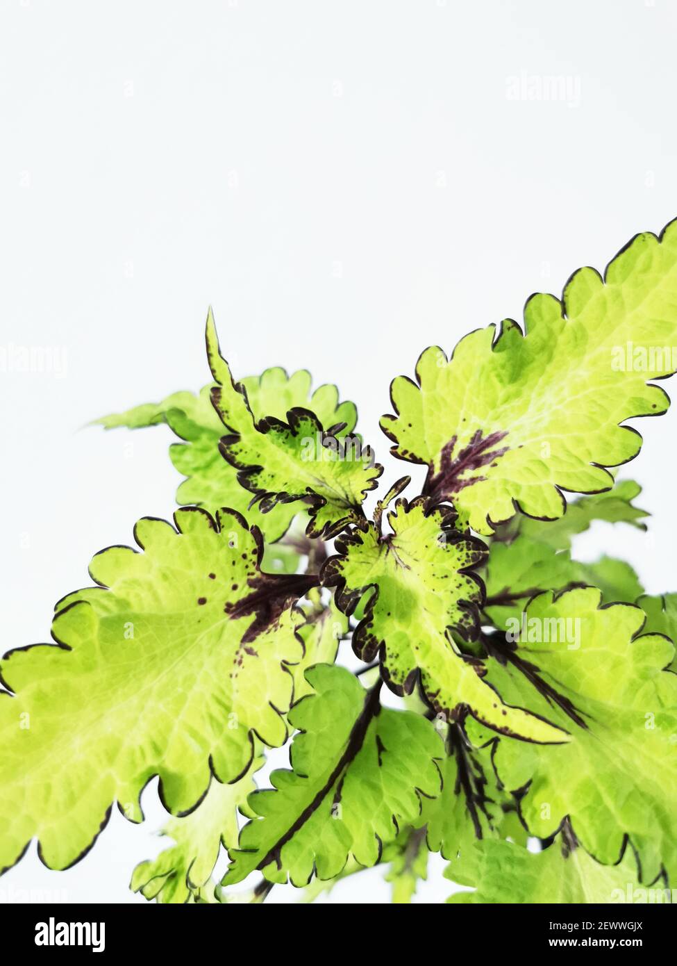 The fresh foliage of coleus plant on white background - perfect for ...