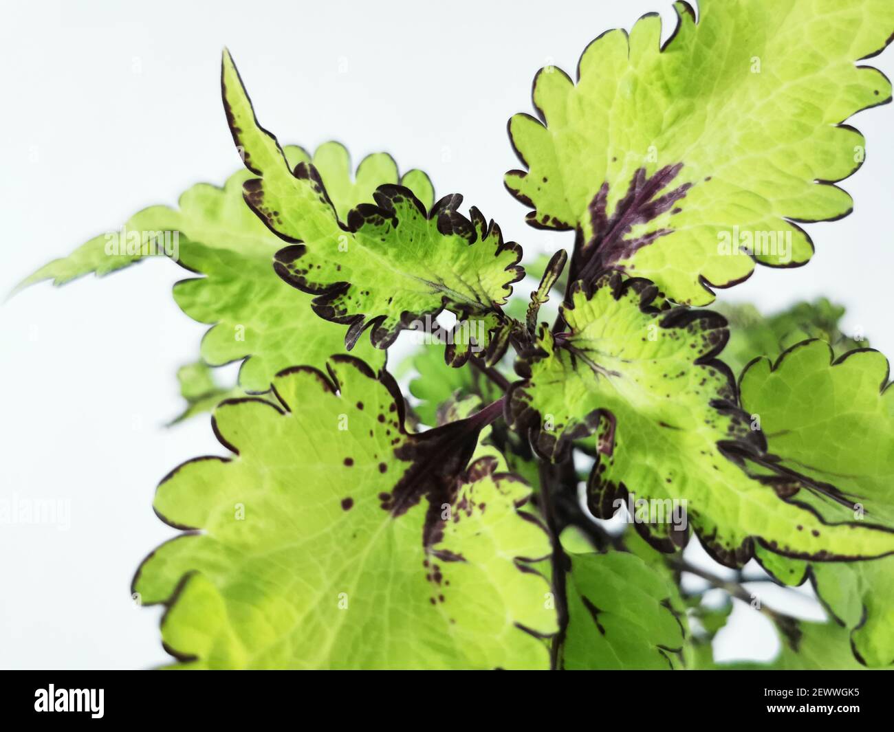 The fresh foliage of coleus plant on white background - perfect for ...