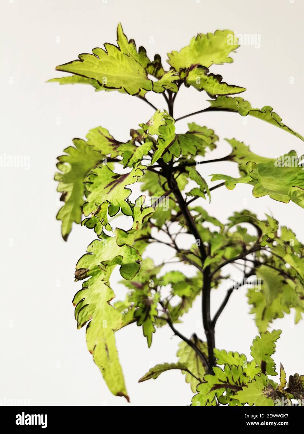 The fresh foliage of coleus plant on white background - perfect for ...