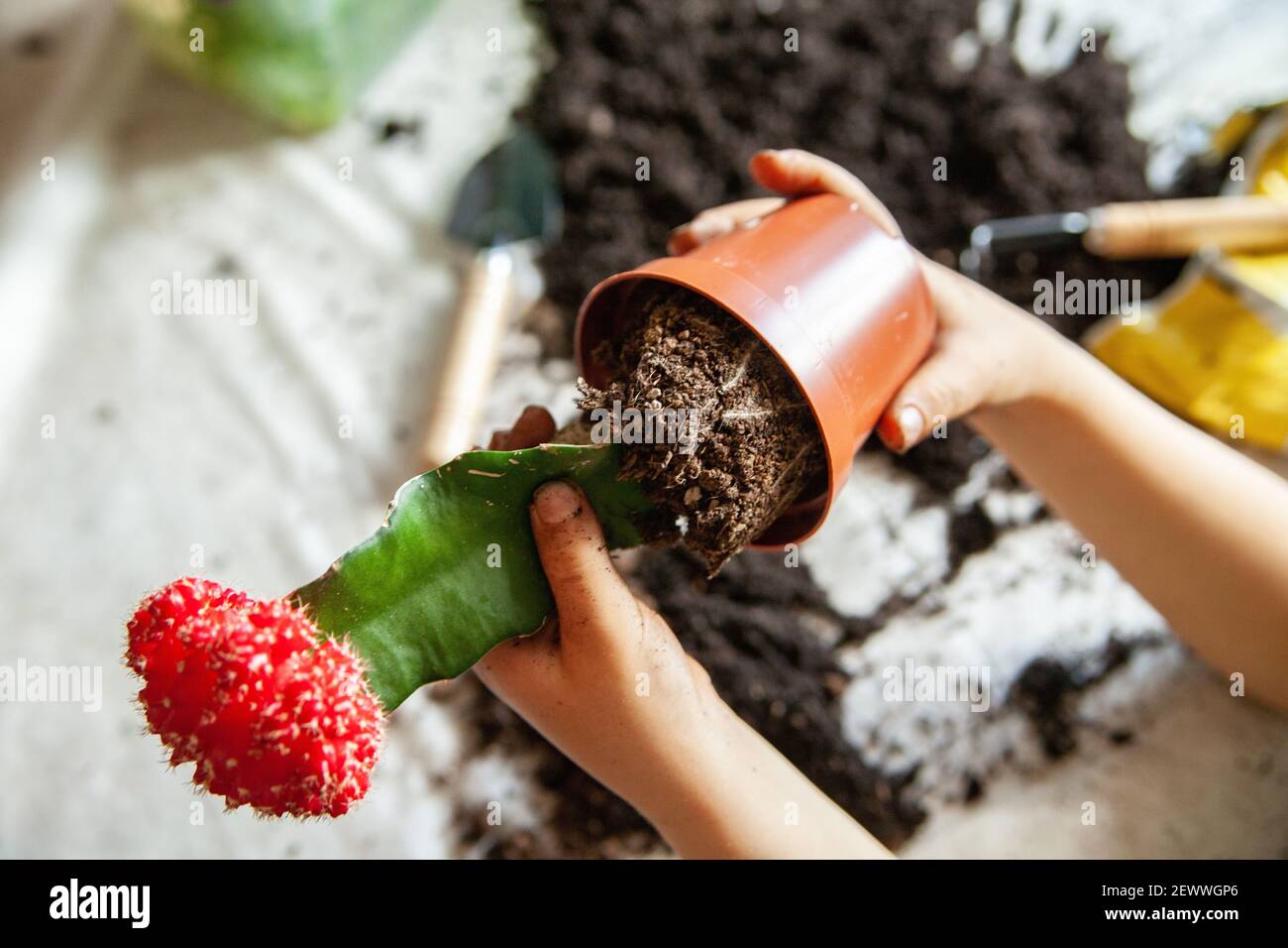 Crop kid uprooting cactus over table at home Stock Photo - Alamy