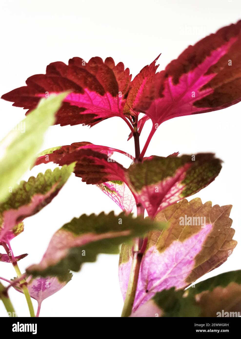 The colorful foliage of coleus plant on white background - perfect for ...