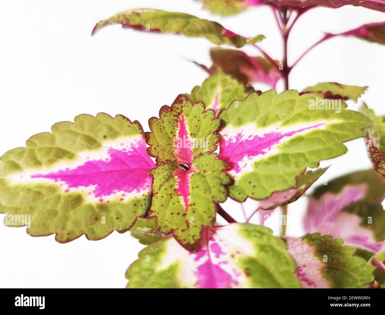 The colorful foliage of coleus plant on white background - perfect for ...