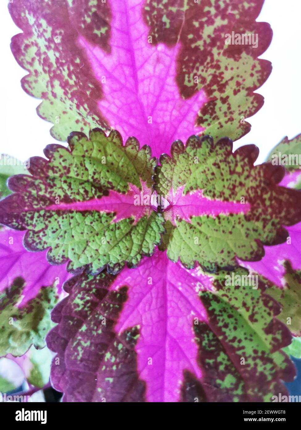 The colorful foliage of coleus plant on white background - perfect for ...