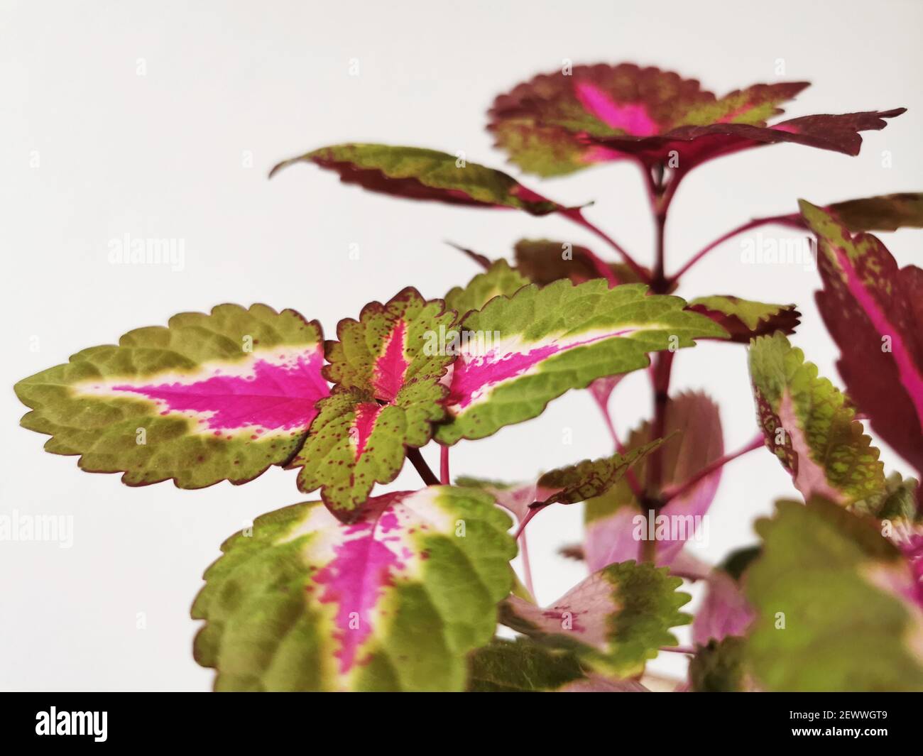 The colorful foliage of coleus plant on white background - perfect for ...