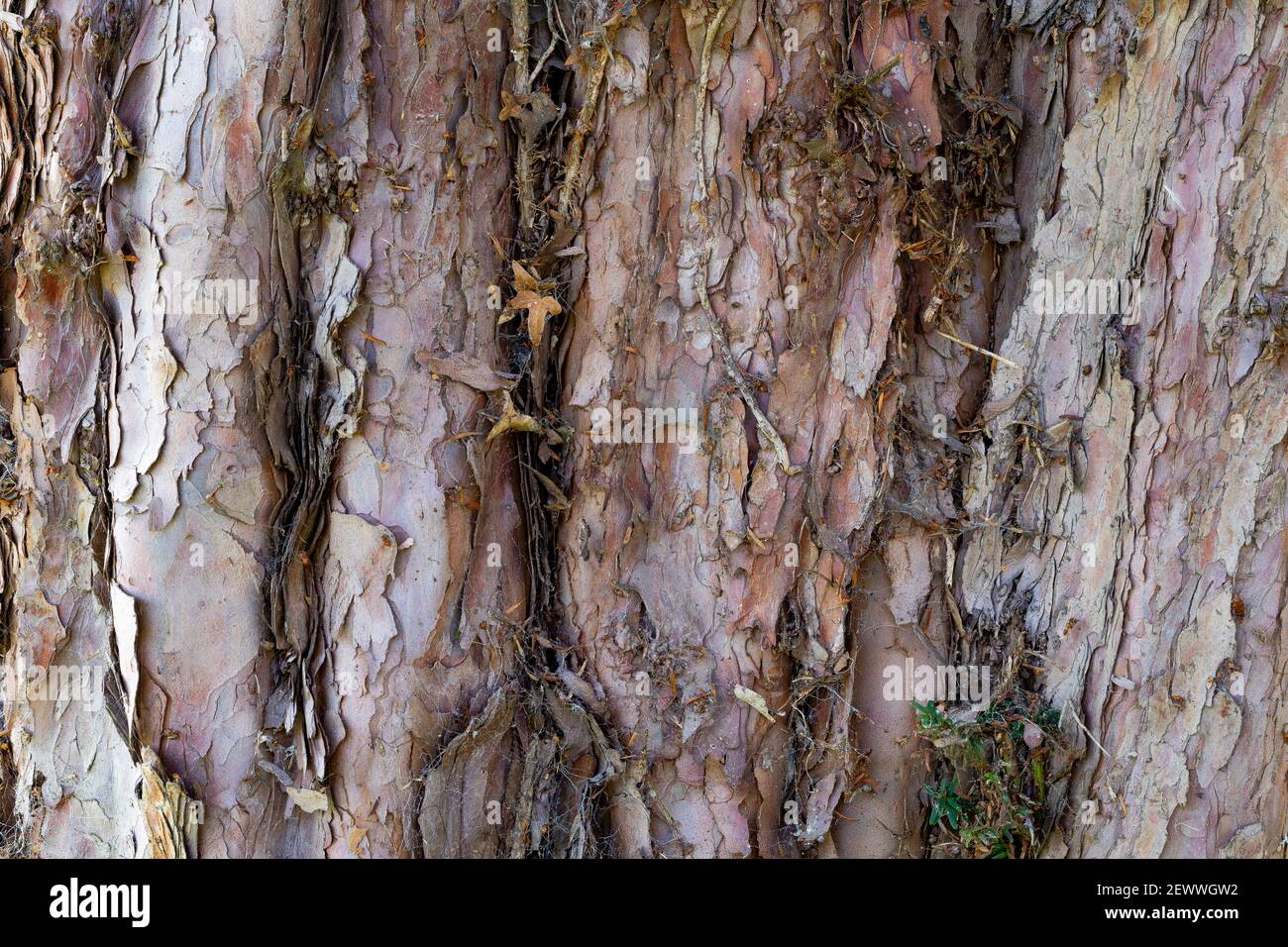 Bark of Taxus baccata Stock Photo - Alamy