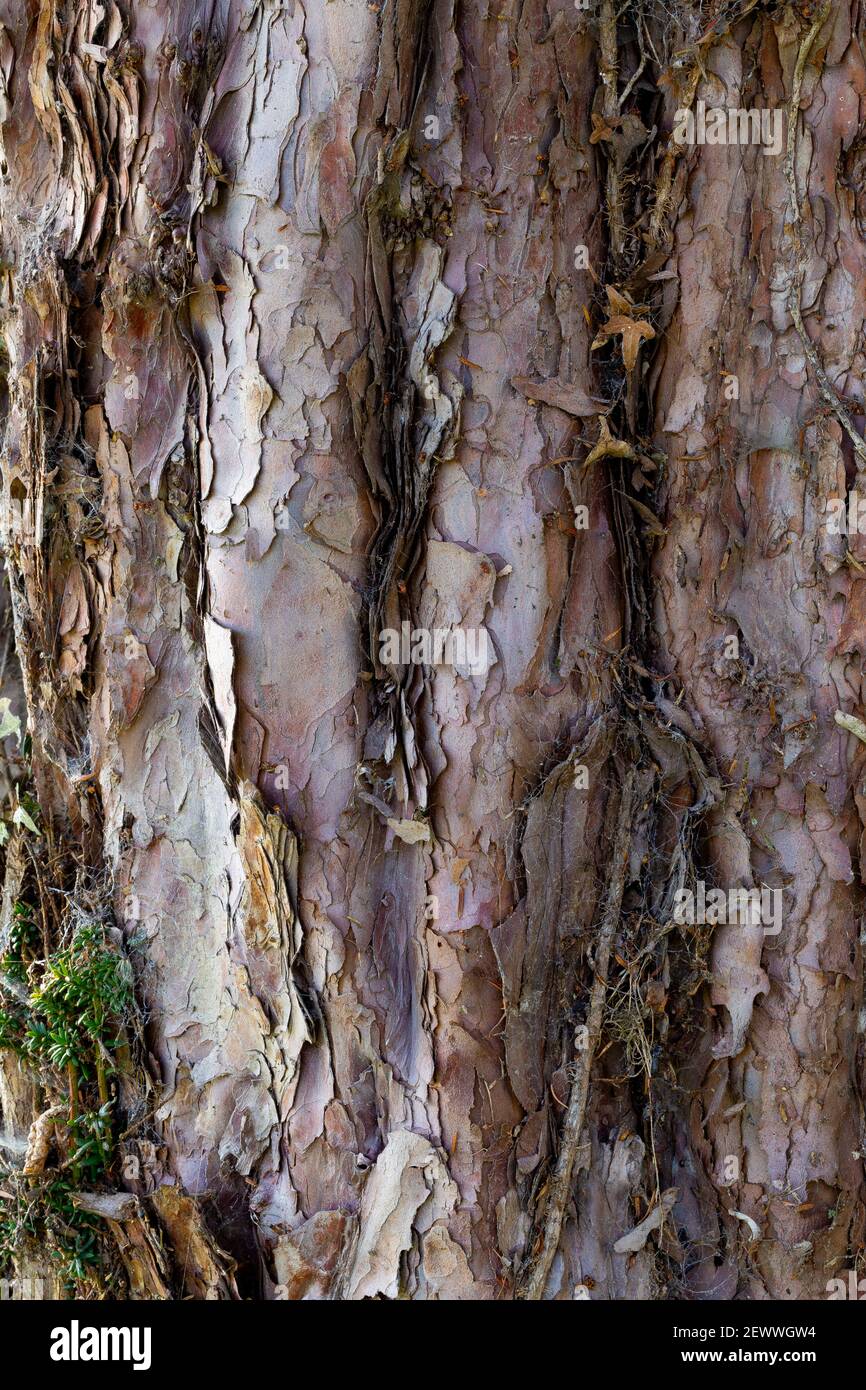 Bark of Taxus baccata Stock Photo - Alamy