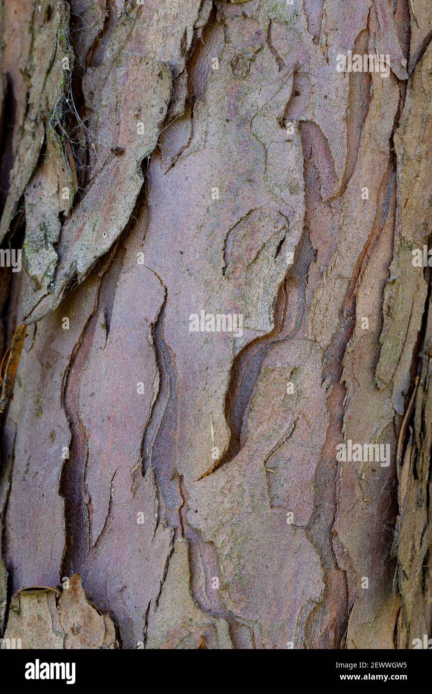 Bark of Taxus baccata Stock Photo - Alamy