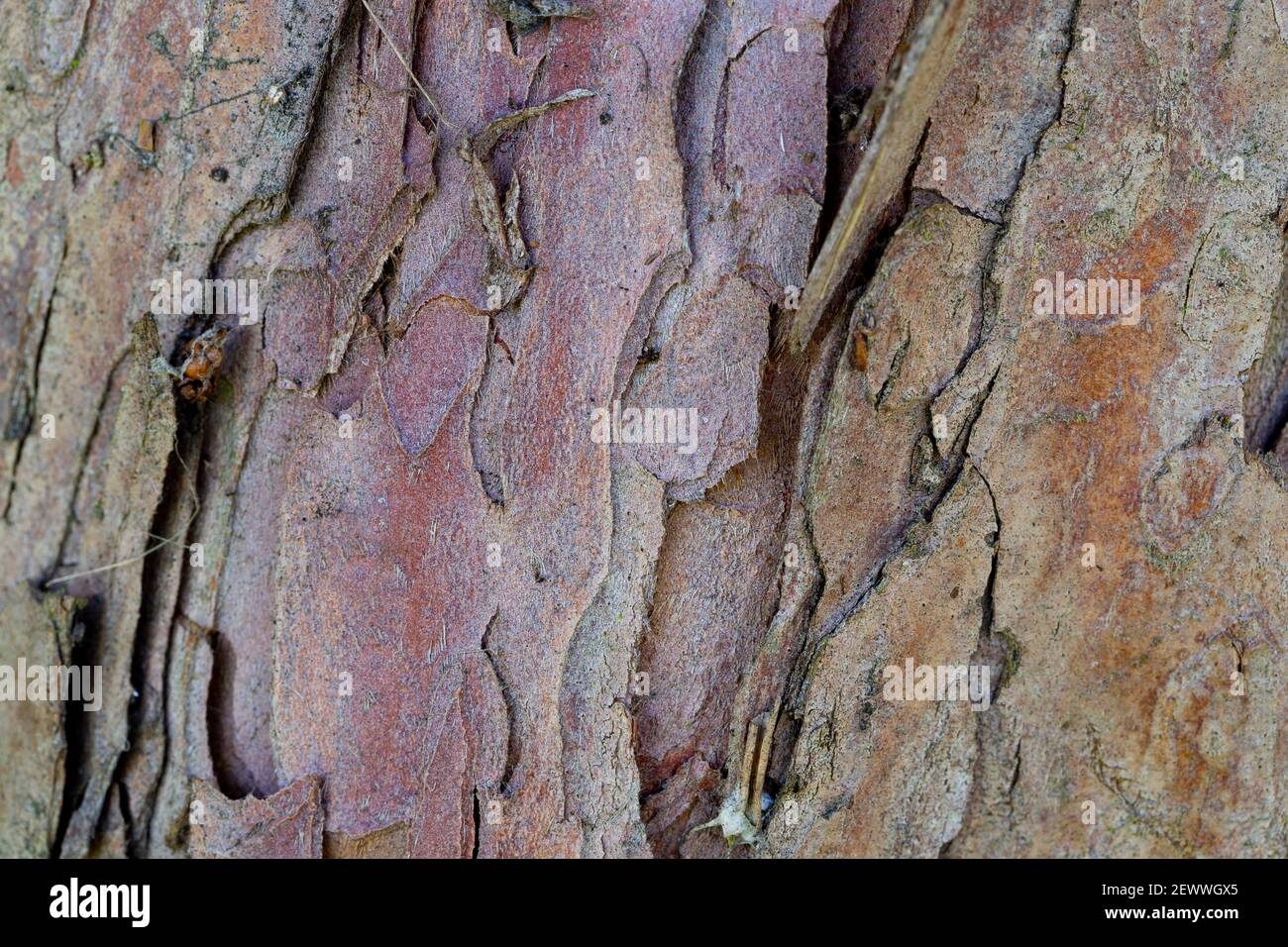 Bark of Taxus baccata Stock Photo - Alamy