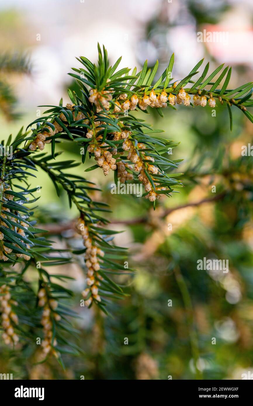 Male cones of Taxus baccata Stock Photo - Alamy