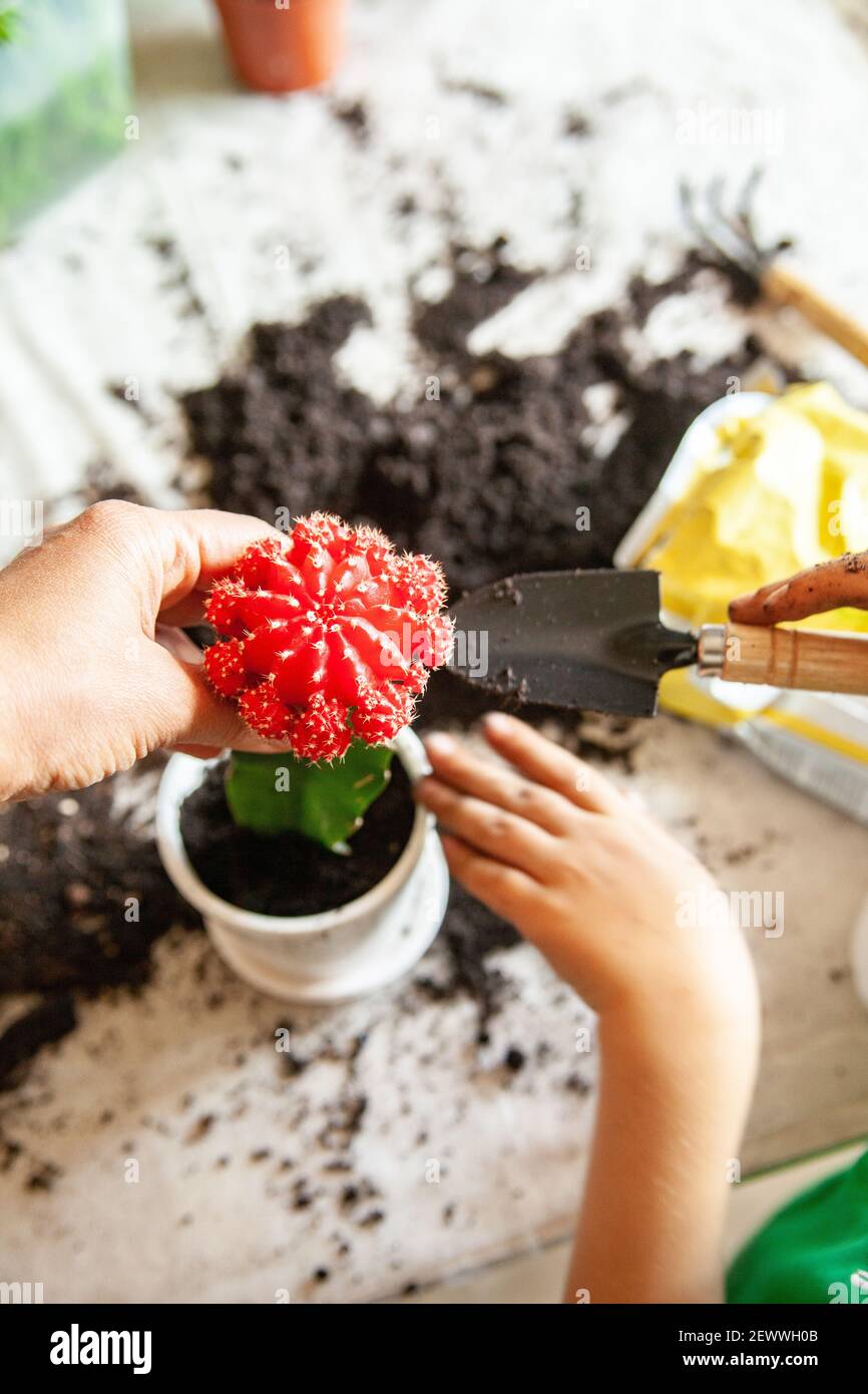Crop mother and child planting cactus together Stock Photo - Alamy