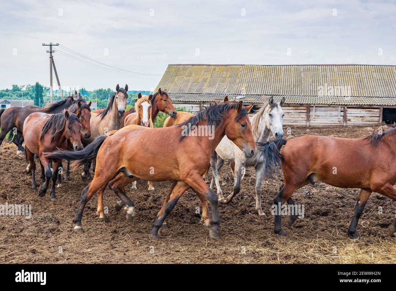 A herd of horses gallops around the horse yard against the background ...