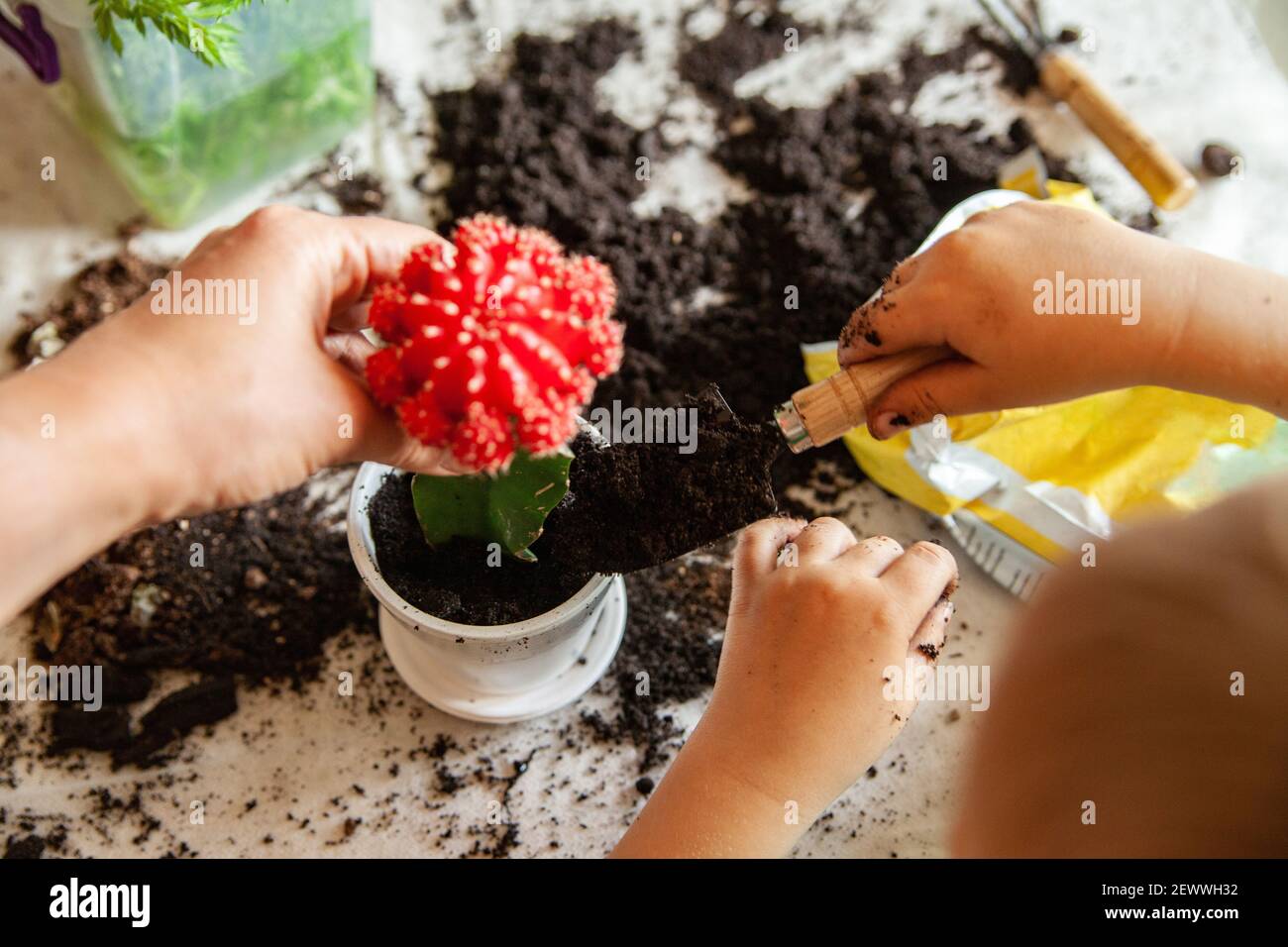 Crop mother and child planting cactus together Stock Photo - Alamy