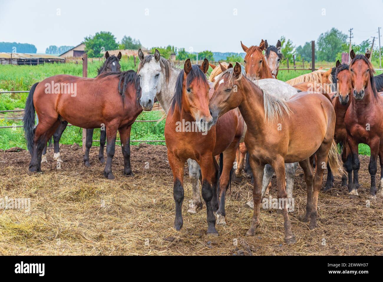 A group of young horses stands on a horse yard against the background ...