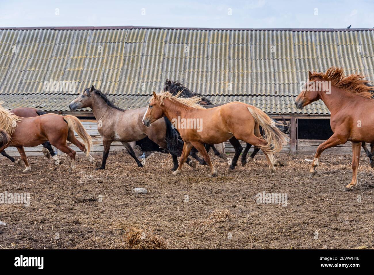 A herd of horses gallops around the horse yard against the background ...
