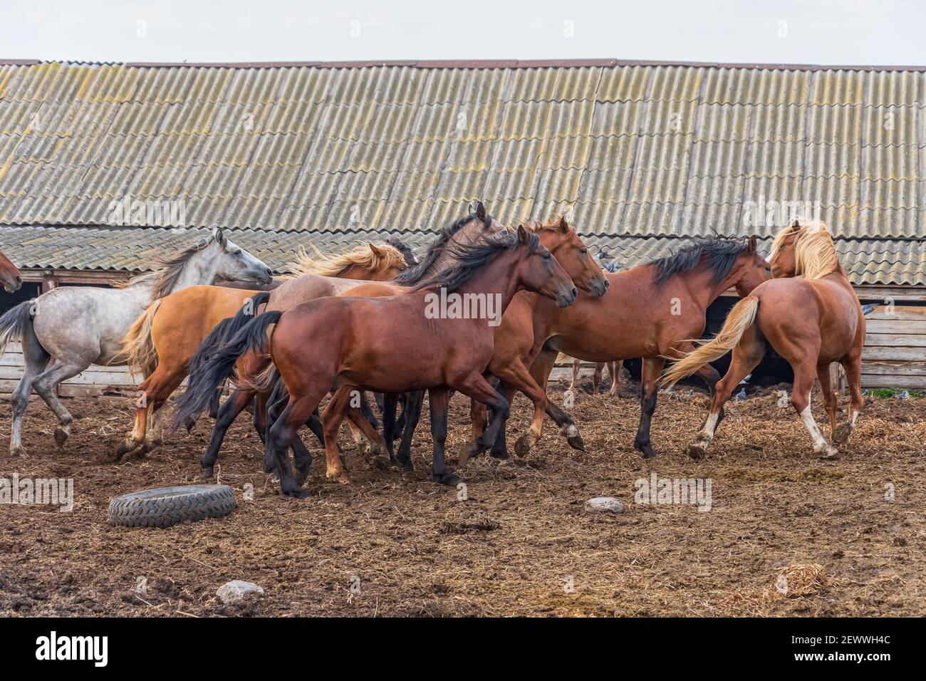 A herd of horses gallops around the horse yard against the background ...